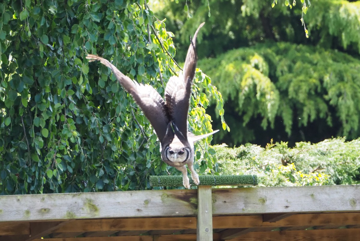 A birthday visit to the Hawk Conservancy Trust – Once Upon a Coaster